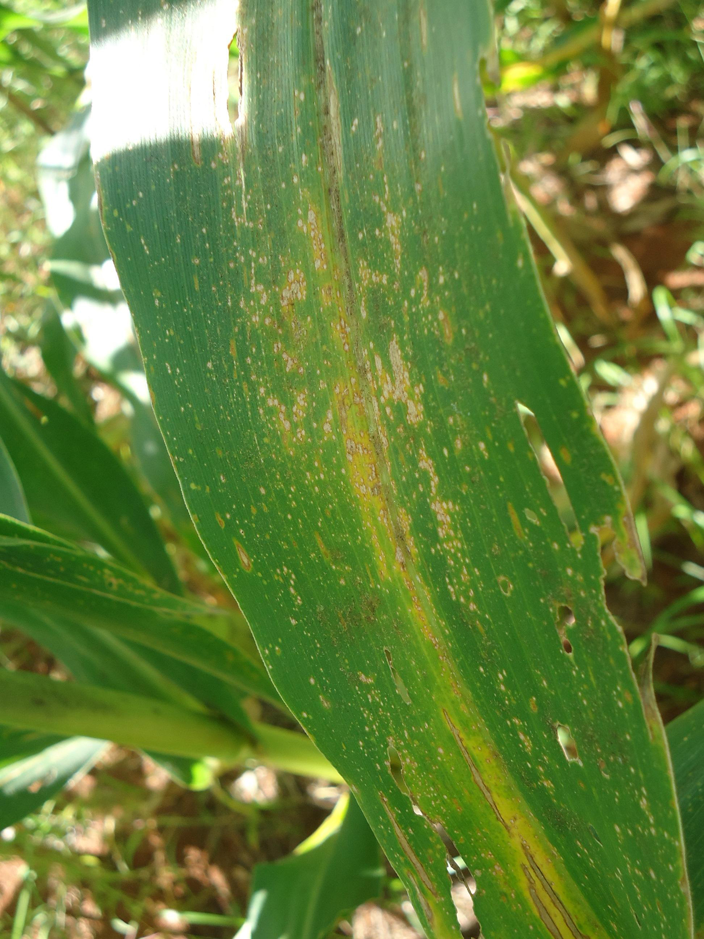 Doenças do milho: conheça as 5 principais - Agroinovadores